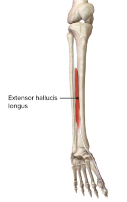 Leg: Anatomy | Concise Medical Knowledge