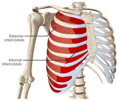 Pared Torácica: Anatomía | Concise Medical Knowledge