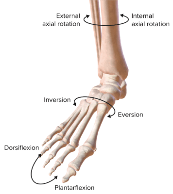 Ankle Joint: Anatomy | Concise Medical Knowledge