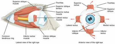 Orbit and Extraocular Muscles: Anatomy | Concise Medical Knowledge