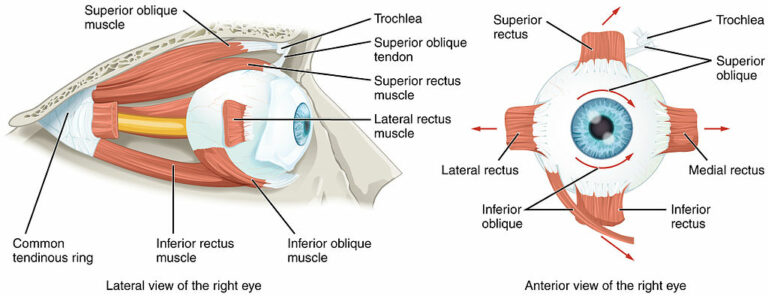 Órbita y los Músculos Extraoculares: Anatomía | Concise Medical Knowledge