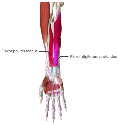 Hand: Anatomy | Concise Medical Knowledge