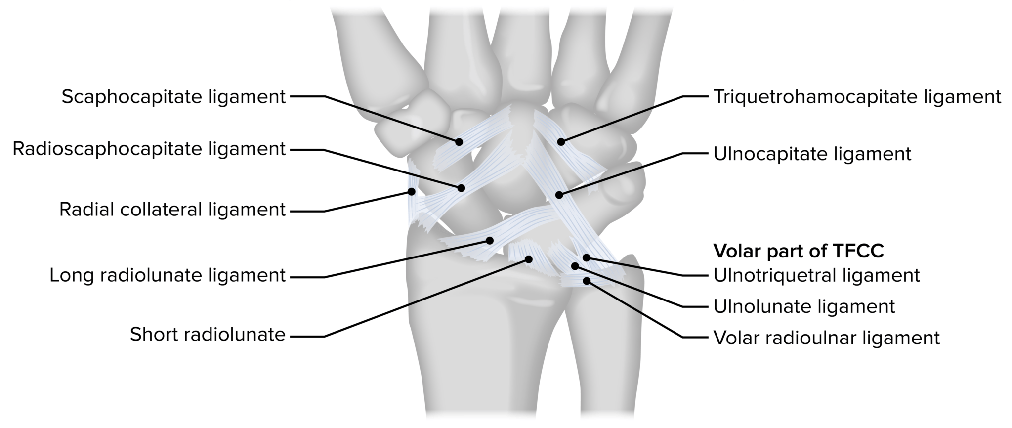 Wrist Joint: Anatomy | Concise Medical Knowledge