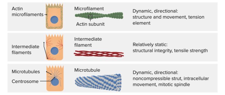 The Cell: Cytosol and Cytoskeleton | Concise Medical Knowledge
