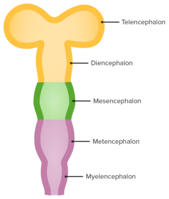 Development of the Nervous System and Face | Concise Medical Knowledge