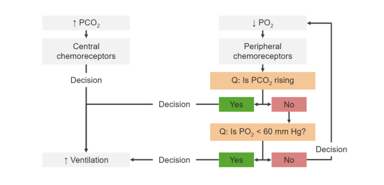 Respiratory Regulation | Concise Medical Knowledge