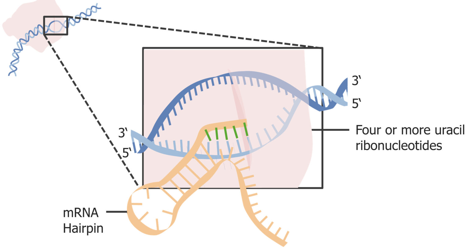 Stages of Transcription | Concise Medical Knowledge