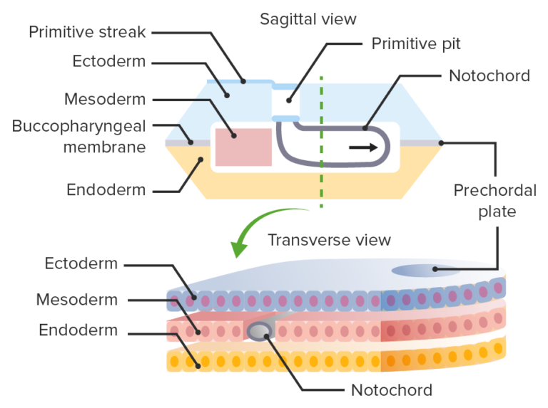 Gastrulation and Neurulation | Concise Medical Knowledge