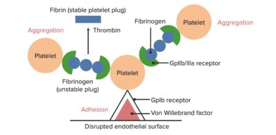 Hemostase | Concise Medical Knowledge
