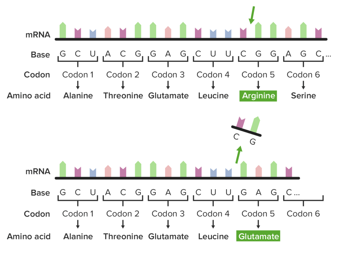 Types of Mutations | Concise Medical Knowledge