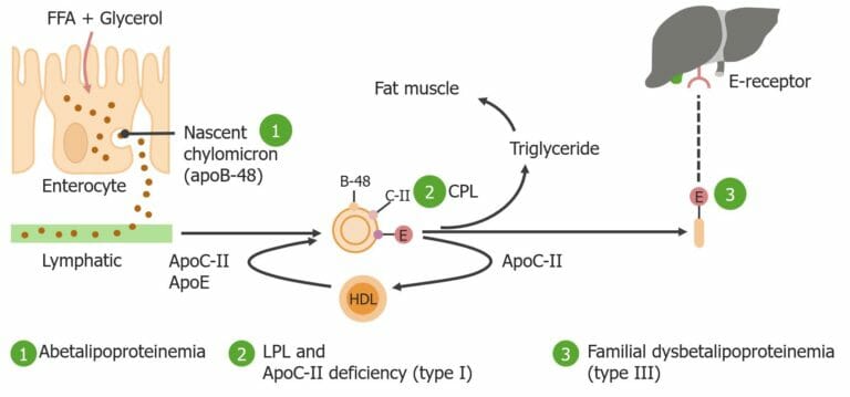 Lipid Disorders | Concise Medical Knowledge
