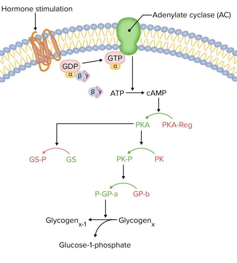 Receptors | Concise Medical Knowledge