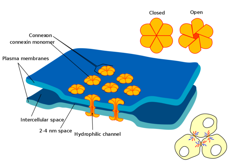 The Cell: Cell Junctions | Concise Medical Knowledge