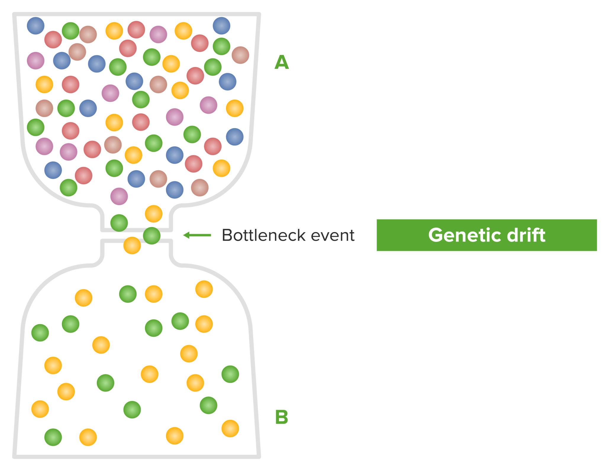 Population Genetics | Concise Medical Knowledge