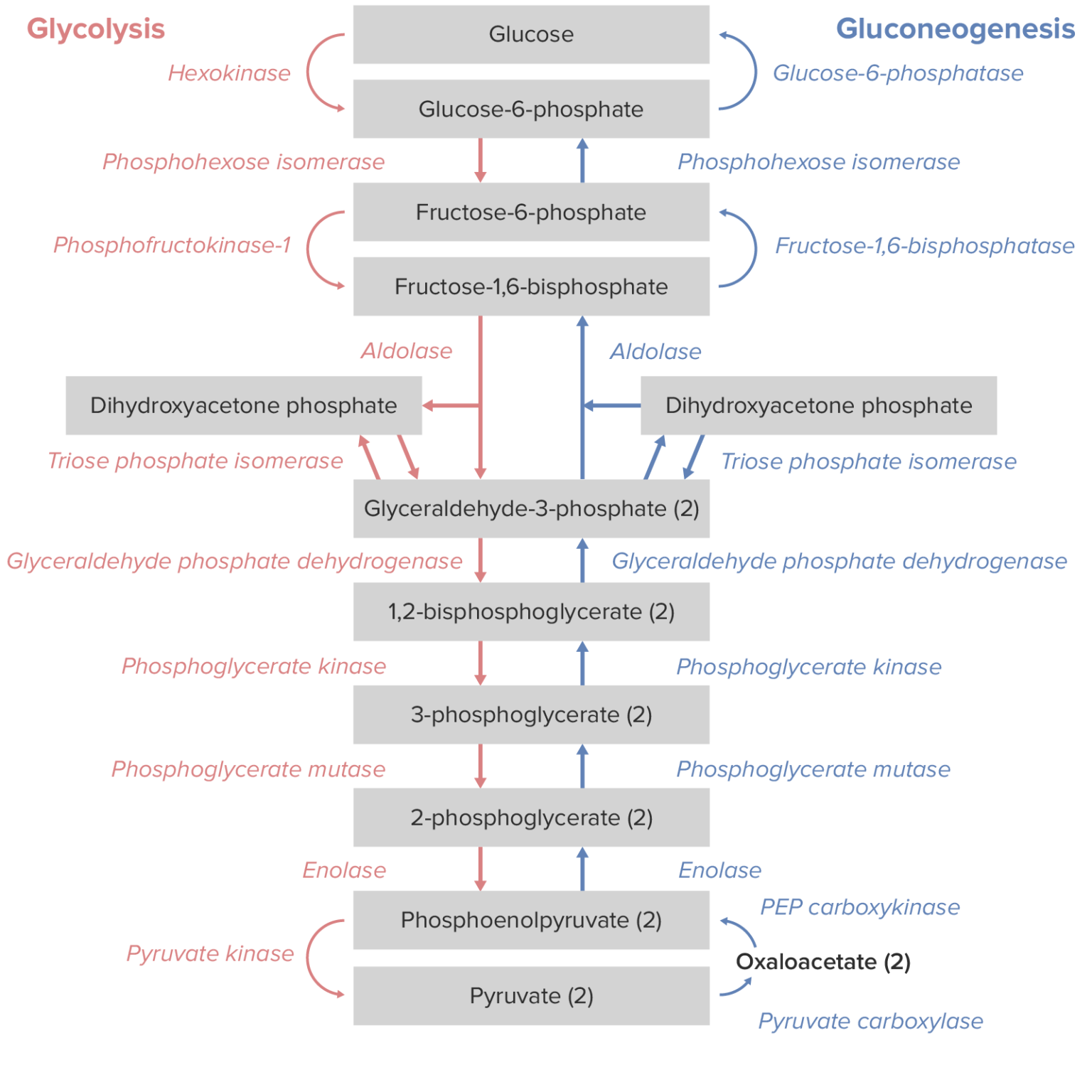 Gluconeogenesis | Concise Medical Knowledge