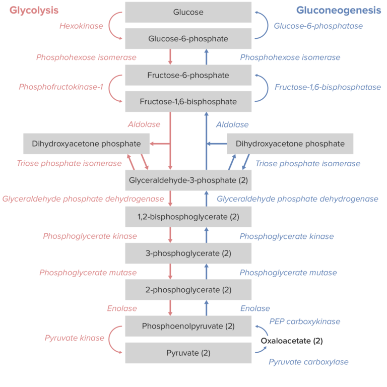 Gluconeogenesis | Concise Medical Knowledge