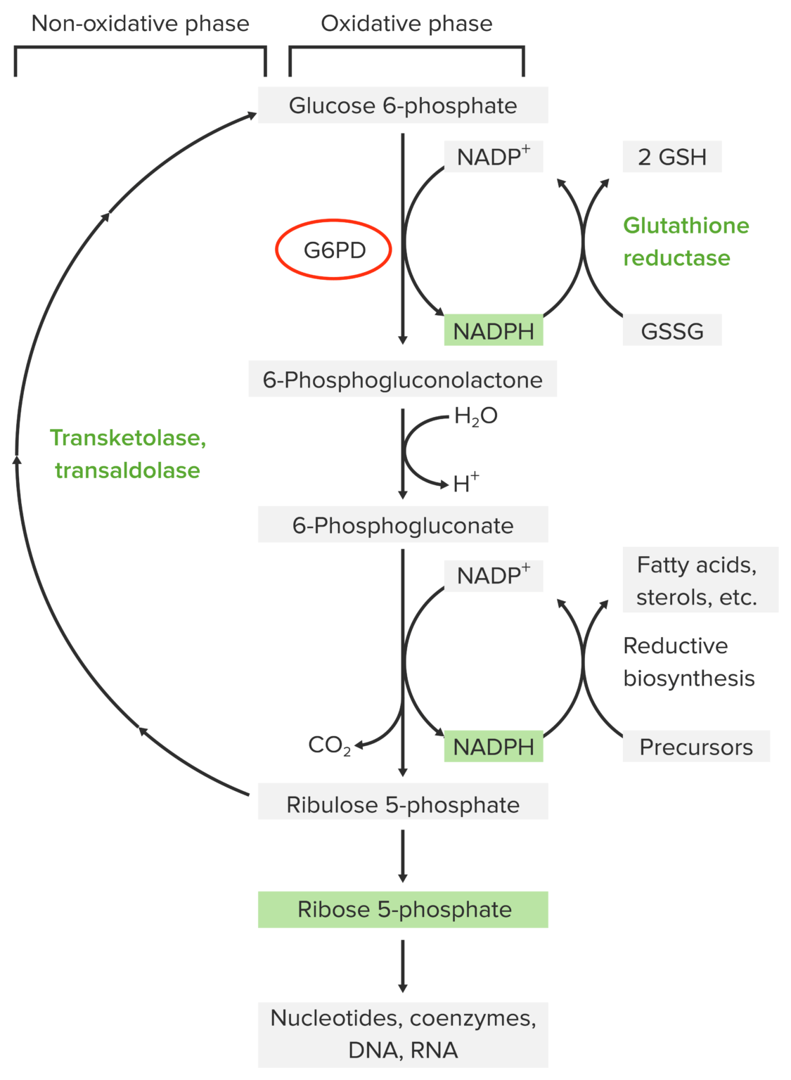 Glucose-6-phosphate Dehydrogenase (G6PD) Deficiency | Concise Medical Knowledge