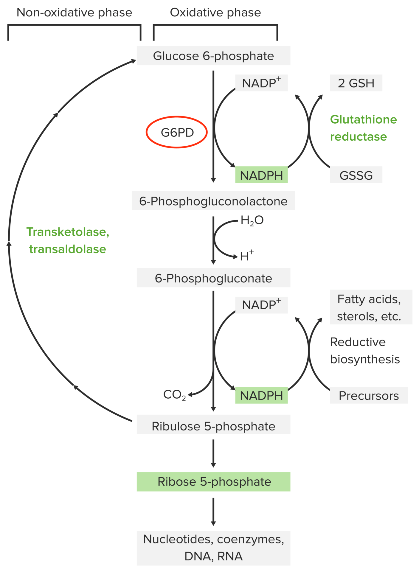 Glucose-6-phosphate Dehydrogenase (G6PD) Deficiency | Concise Medical Knowledge