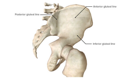 Gluteal Region: Anatomy [+video] - Lecturio Medical