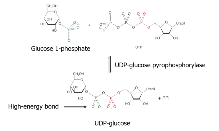 Glycogenesis & Glycogenolysis | Concise Medical Knowledge
