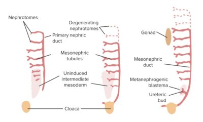 Desarrollo del Sistema Urogenital | Concise Medical Knowledge