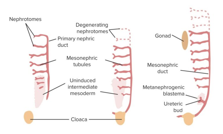 Kidneys: Anatomy | Concise Medical Knowledge