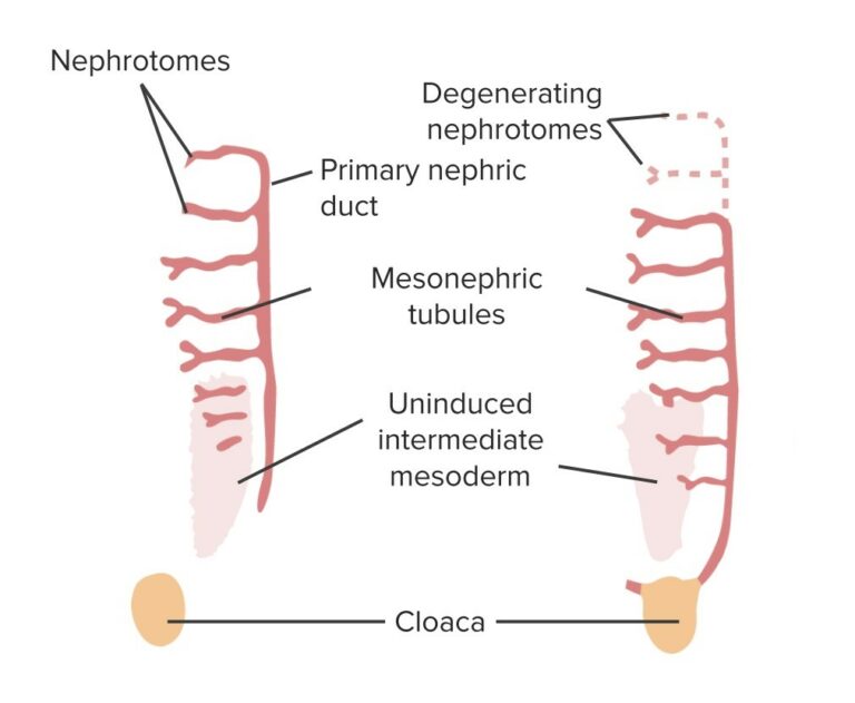 Development of the Urogenital System | Concise Medical Knowledge
