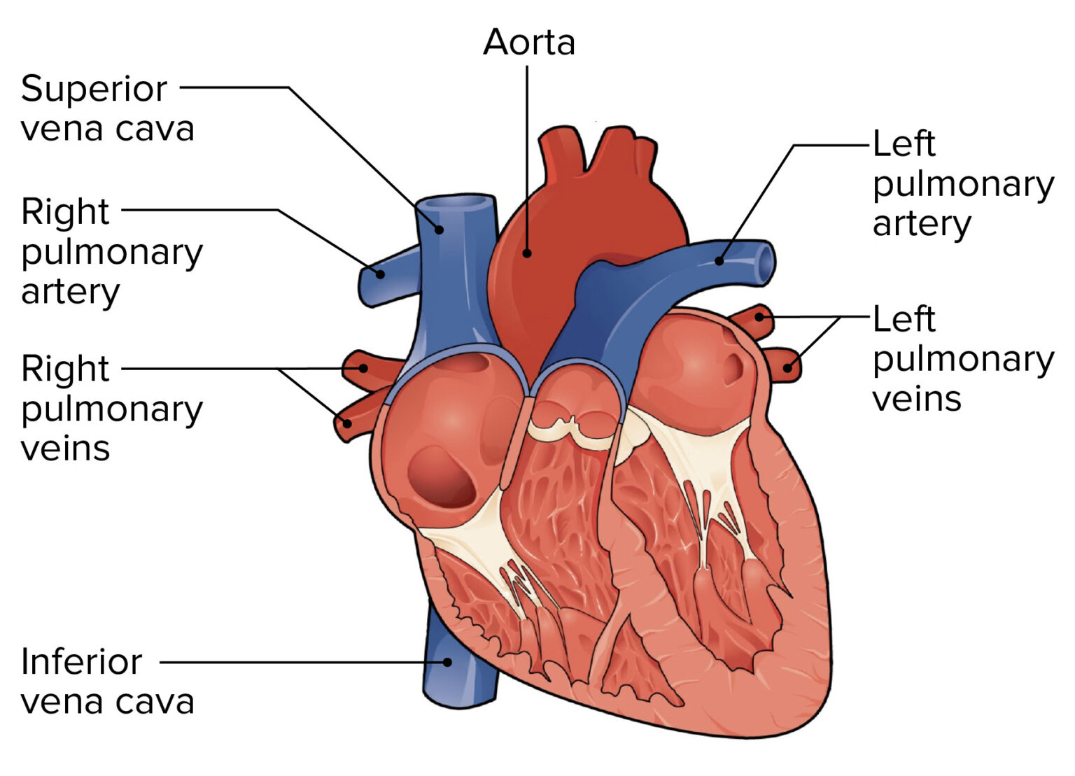 Mediastino e Grandes Vasos | Concise Medical Knowledge