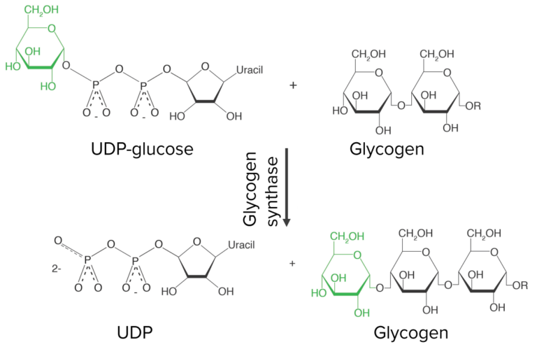 Glycogenesis & Glycogenolysis | Concise Medical Knowledge