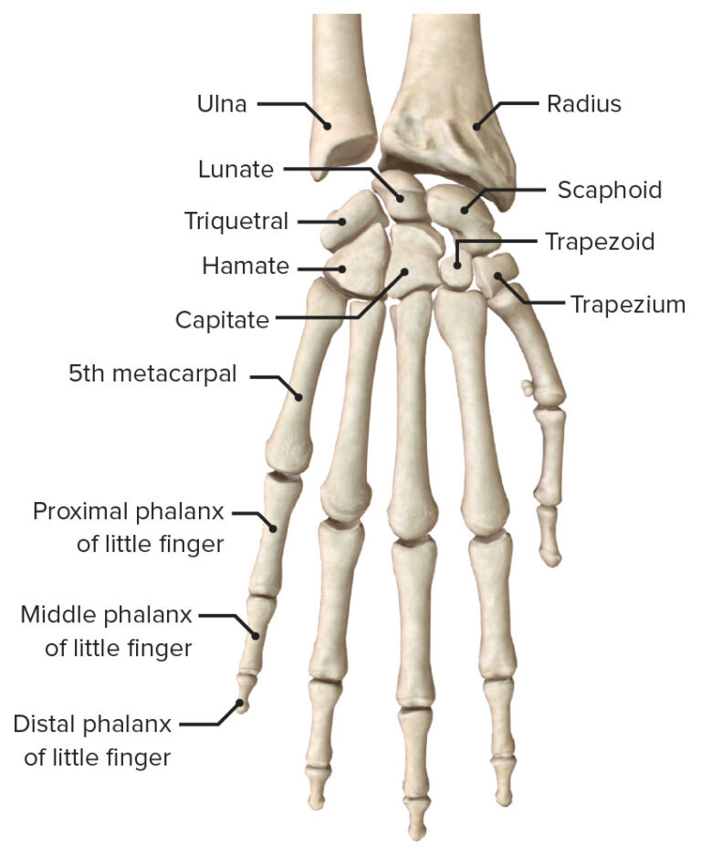 Hand: Anatomy | Concise Medical Knowledge