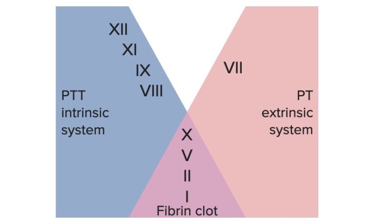 Coagulation Studies | Concise Medical Knowledge