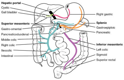 Liver: Anatomy | Concise Medical Knowledge