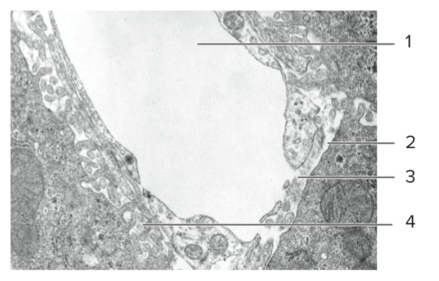 Liver: Anatomy | Concise Medical Knowledge