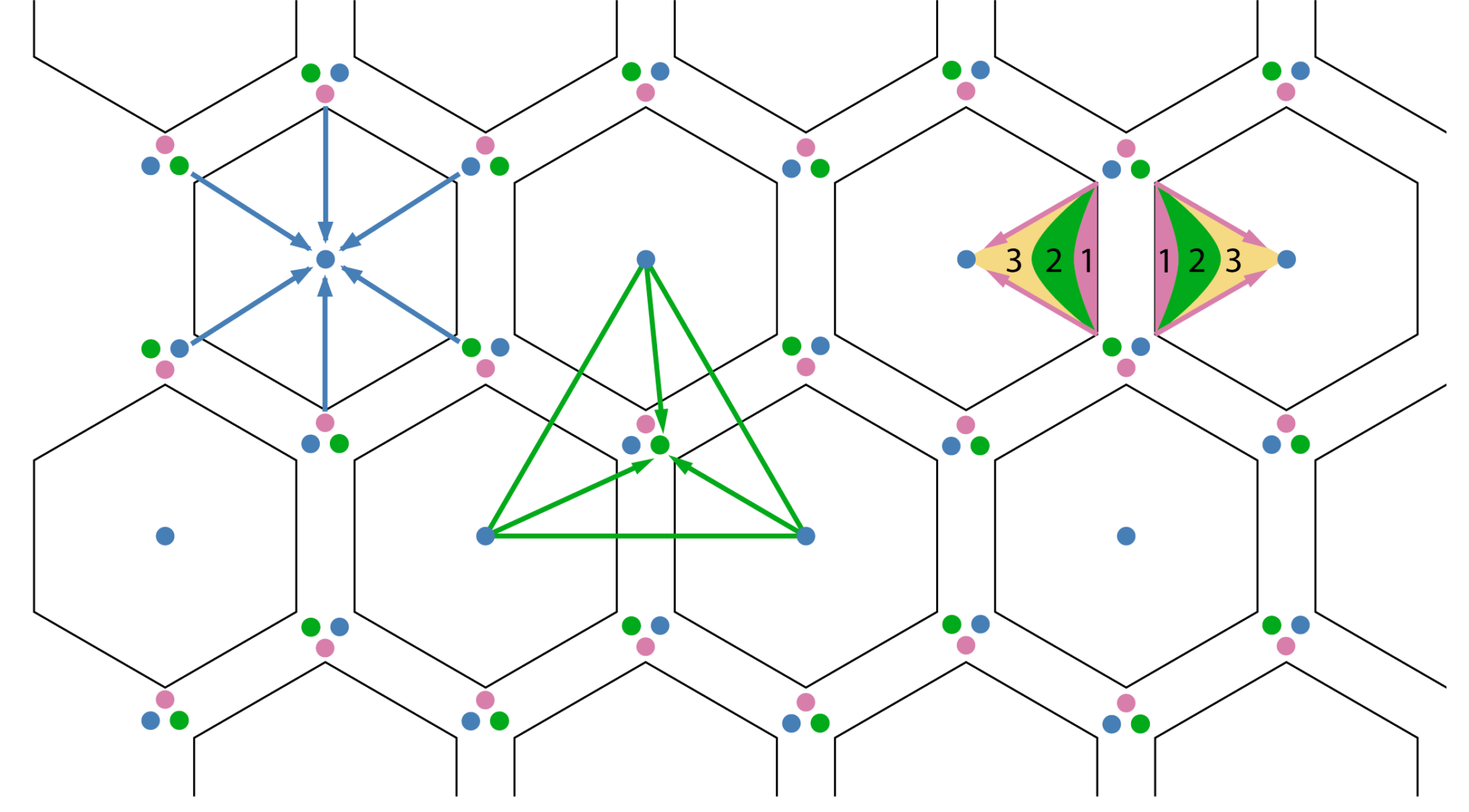 Liver: Anatomy | Concise Medical Knowledge