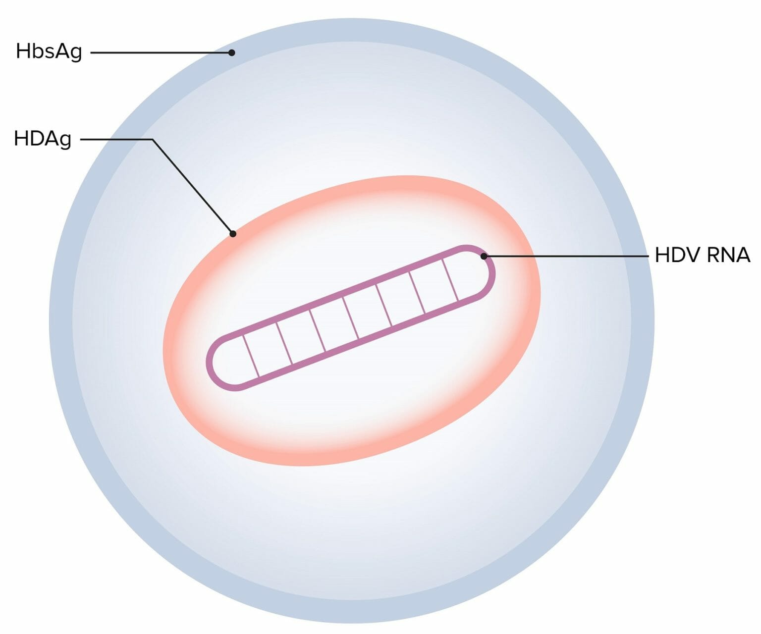 Hepatitis D Virus | Concise Medical Knowledge