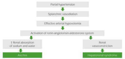 Hepatorenal Syndrome | Concise Medical Knowledge