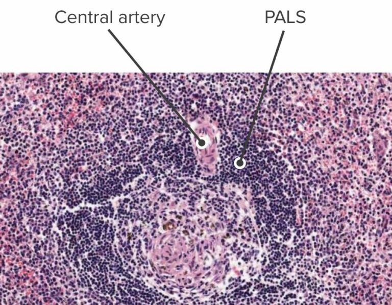 Spleen: Anatomy | Concise Medical Knowledge