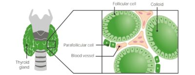 Glándula Tiroides: Anatomía | Concise Medical Knowledge