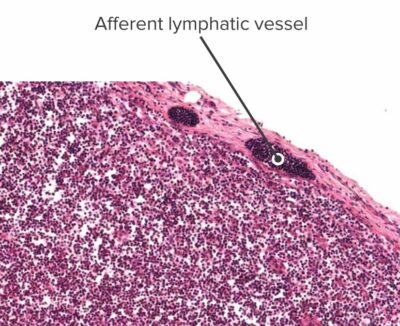 Secondary Lymphatic Organs | Concise Medical Knowledge
