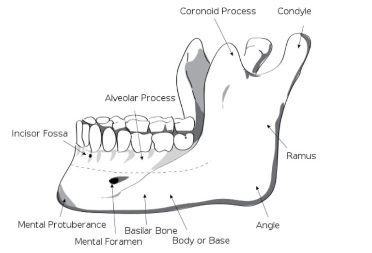 Teeth: Anatomy | Concise Medical Knowledge