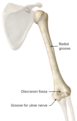 Hombro: Anatomía | Concise Medical Knowledge