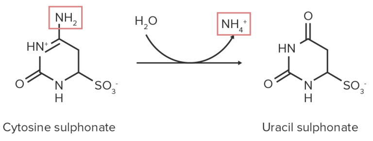 Catabolism of Amino Acids | Concise Medical Knowledge