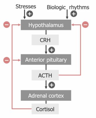 Glucocorticoids | Concise Medical Knowledge