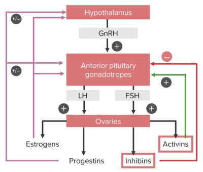 Hormonas Gonadais | Concise Medical Knowledge