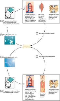 Body Temperature Regulation | Concise Medical Knowledge
