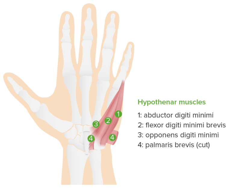Hand: Anatomy | Concise Medical Knowledge