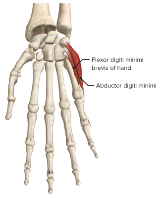 Hand: Anatomy | Concise Medical Knowledge
