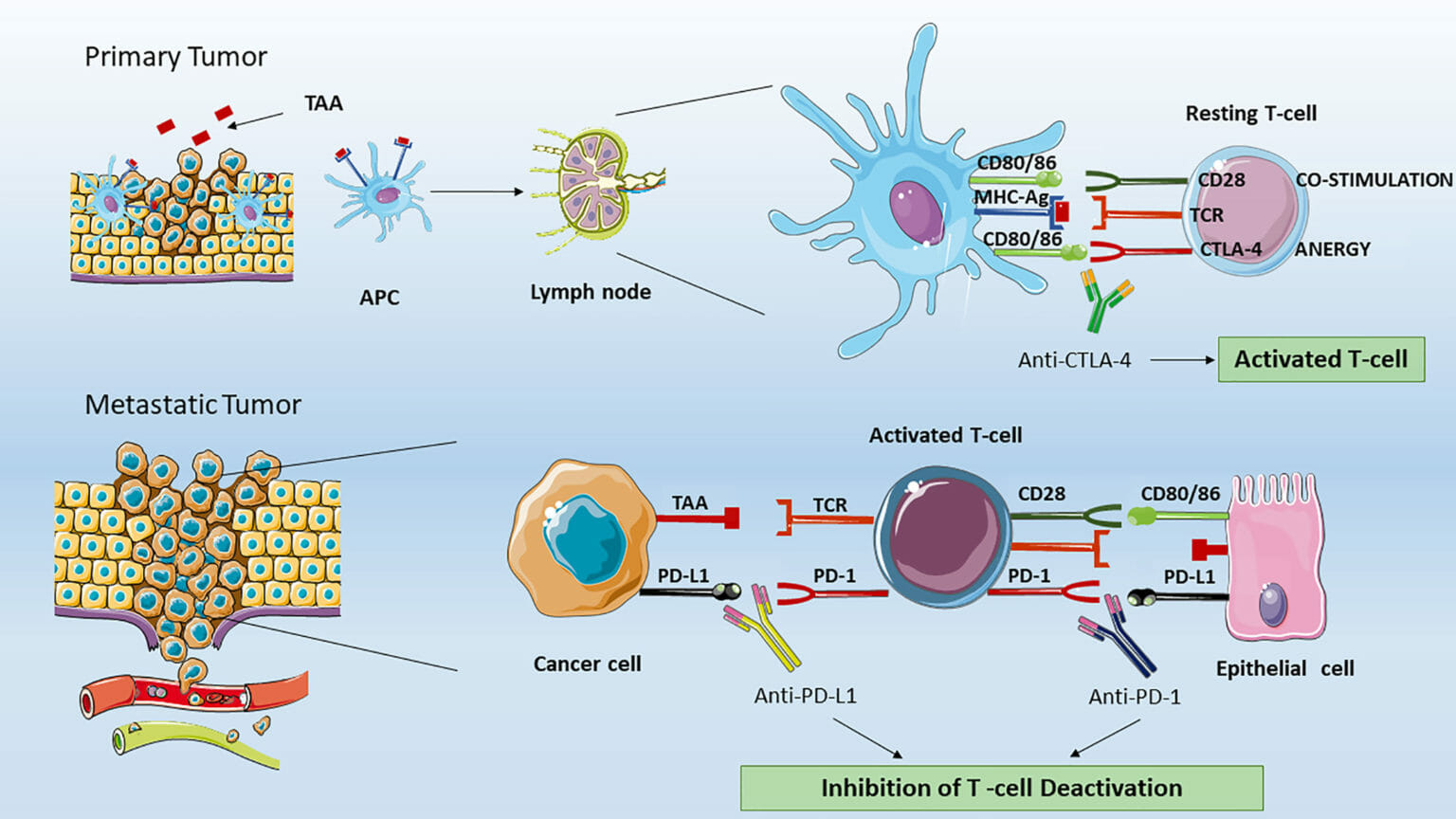 Cancer Immunotherapy | Concise Medical Knowledge