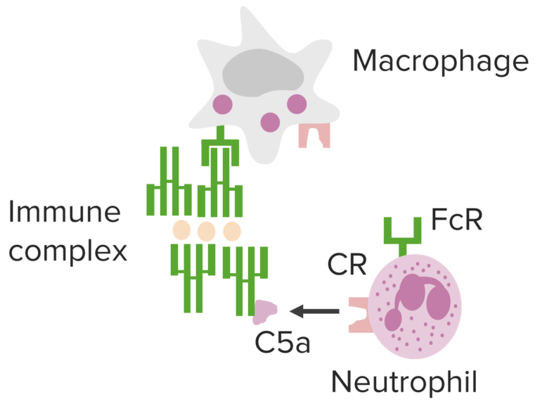 Type III Hypersensitivity Reaction | Concise Medical Knowledge