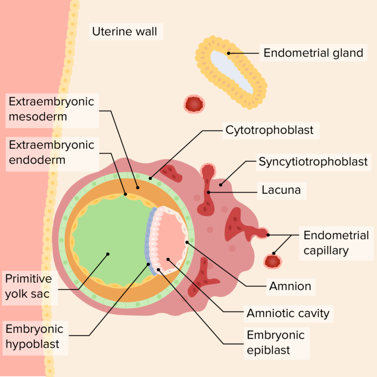 Placenta, Umbilical Cord, and Amniotic Cavity | Concise Medical Knowledge